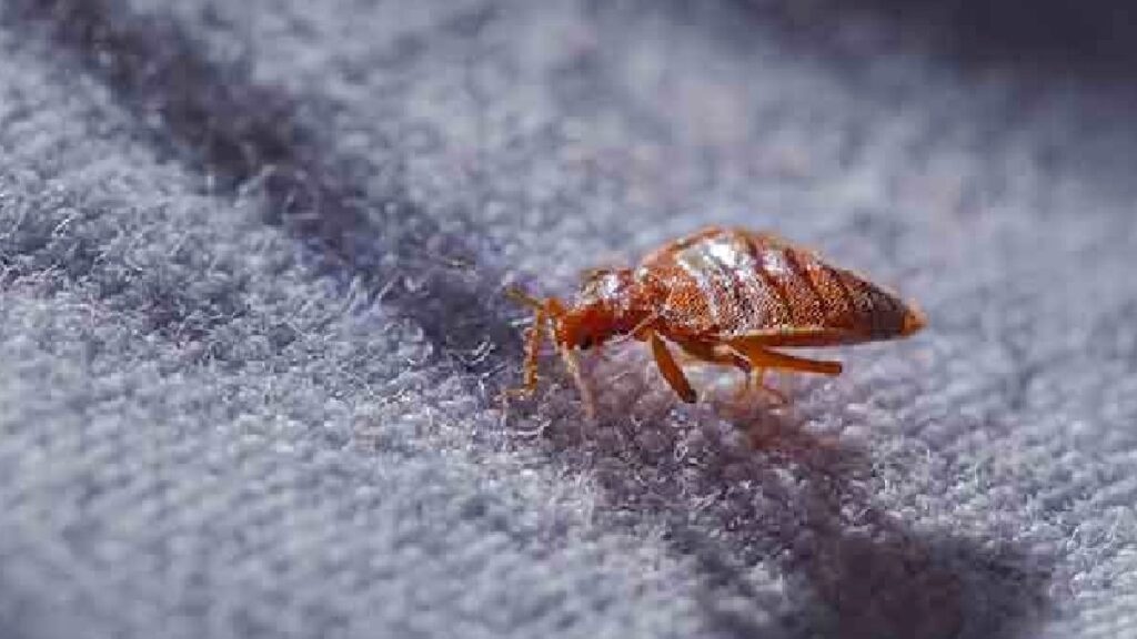 Bedbugs – BUG BUSTERS PEST CONTROL