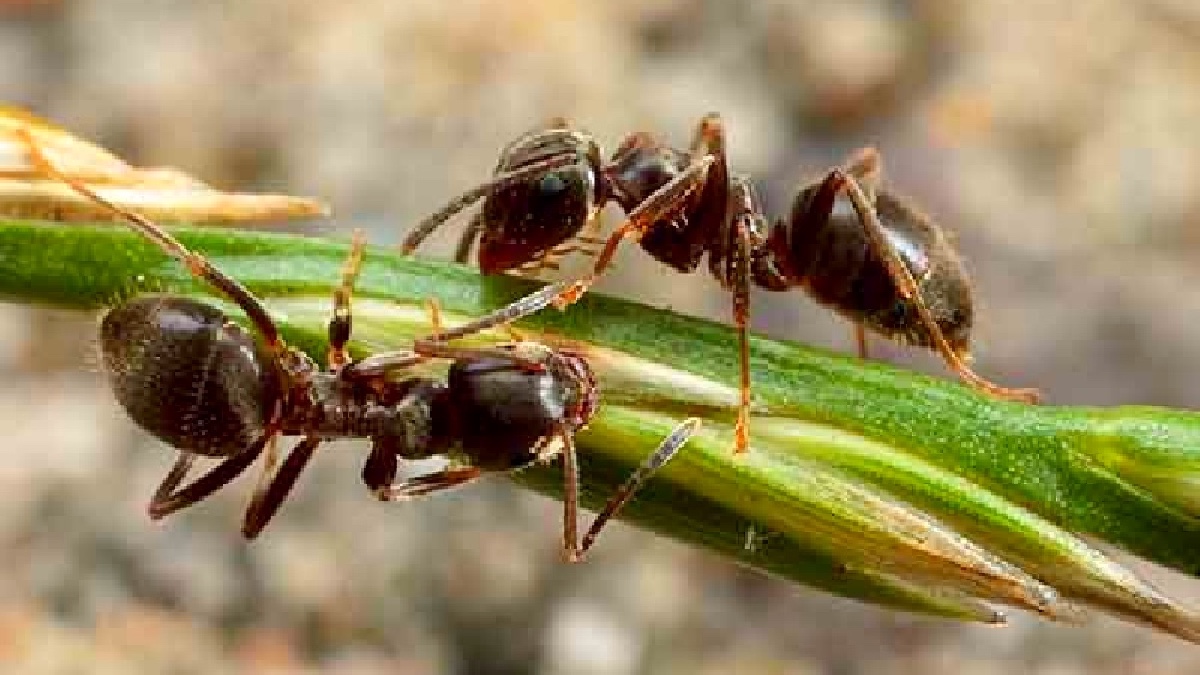Ant Removal - BUG BUSTERS PEST CONTROL - Dorset