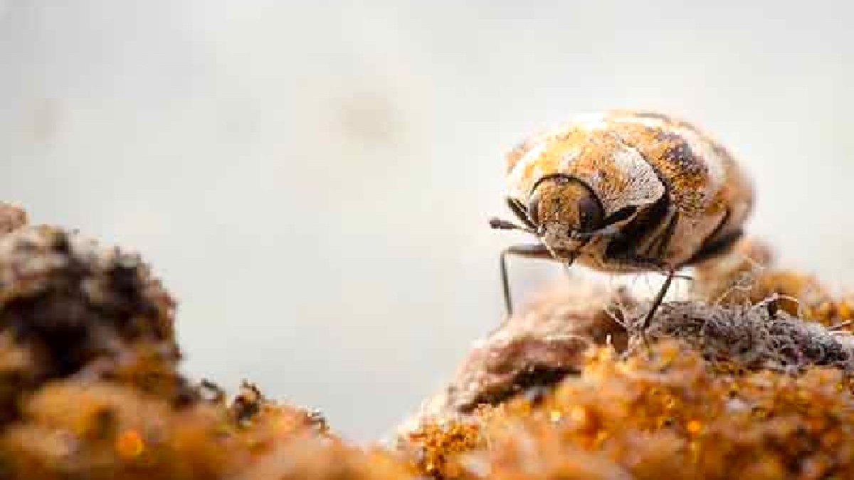 Carpet Beetle - BUG BUSTERS PEST CONTROL - Dorset