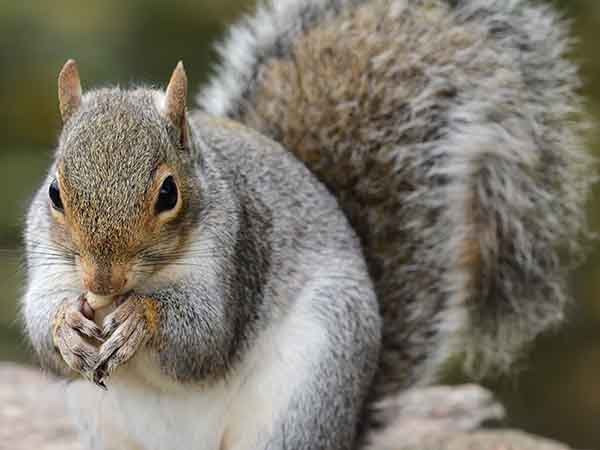 Squirrels - BUG BUSTERS PEST CONTROL - Dorset