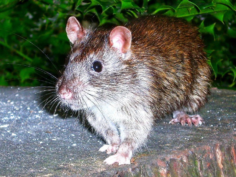 Rats Removal - BUG BUSTERS PEST CONTROL - Dorset