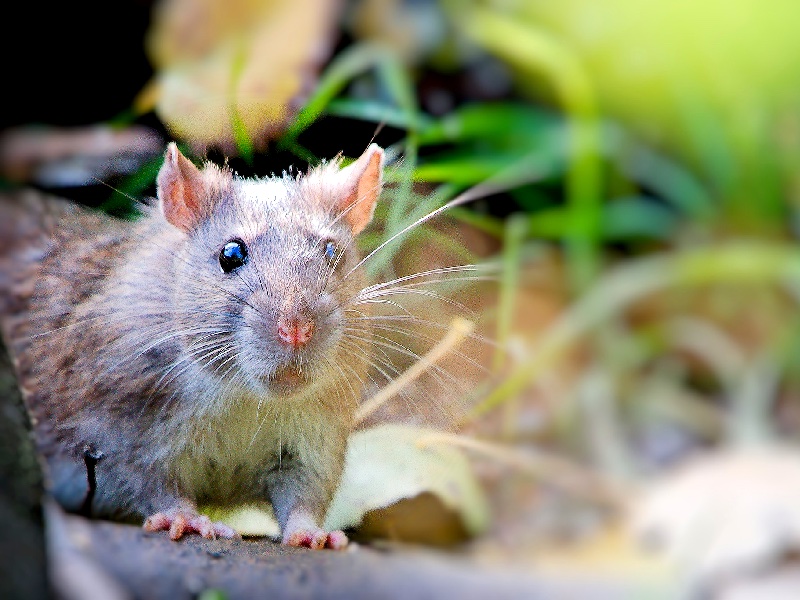 Rats Removal - BUG BUSTERS PEST CONTROL - Dorset