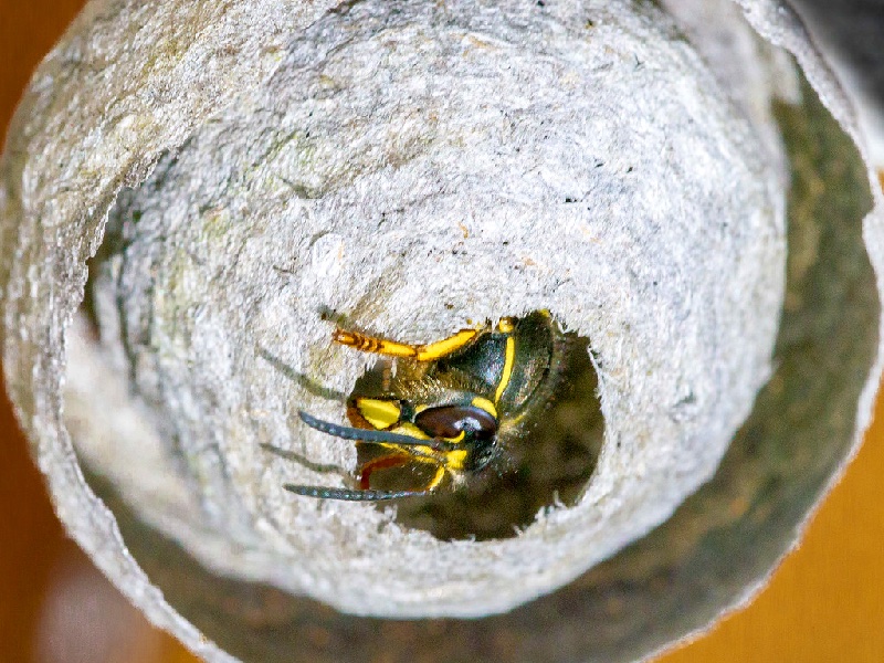 Wasps Removal - BUG BUSTERS PEST CONTROL - Dorset