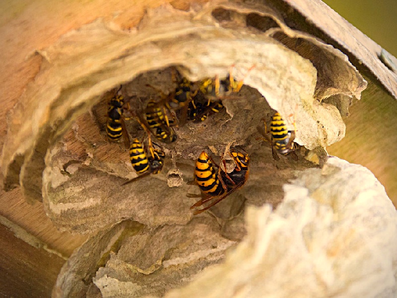 Wasps Removal - BUG BUSTERS PEST CONTROL - Dorset