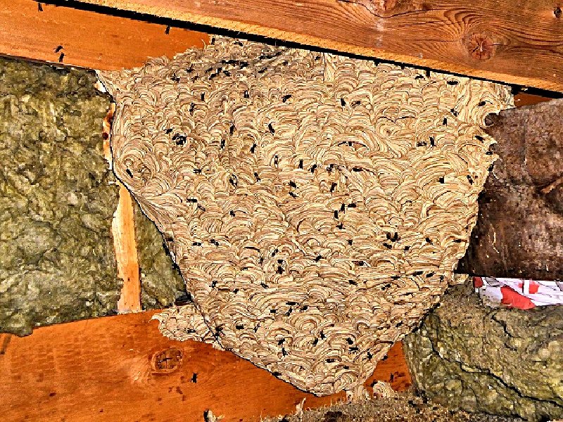 Wasps Removal - BUG BUSTERS PEST CONTROL - Dorset