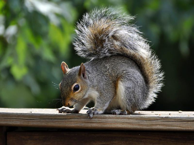 Squirrels – BUG BUSTERS PEST CONTROL