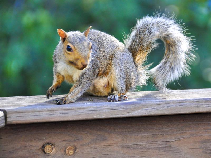 Squirrels – BUG BUSTERS PEST CONTROL