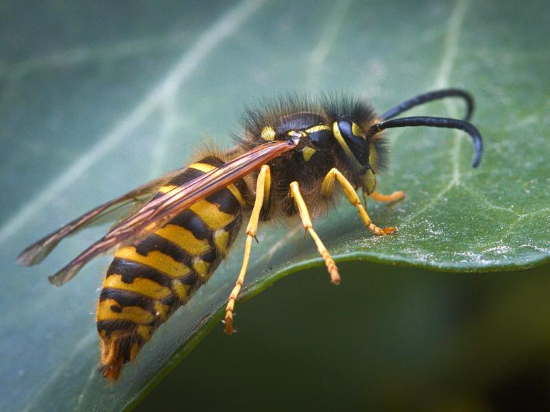 Hornets - BUG BUSTERS PEST CONTROL - Dorset